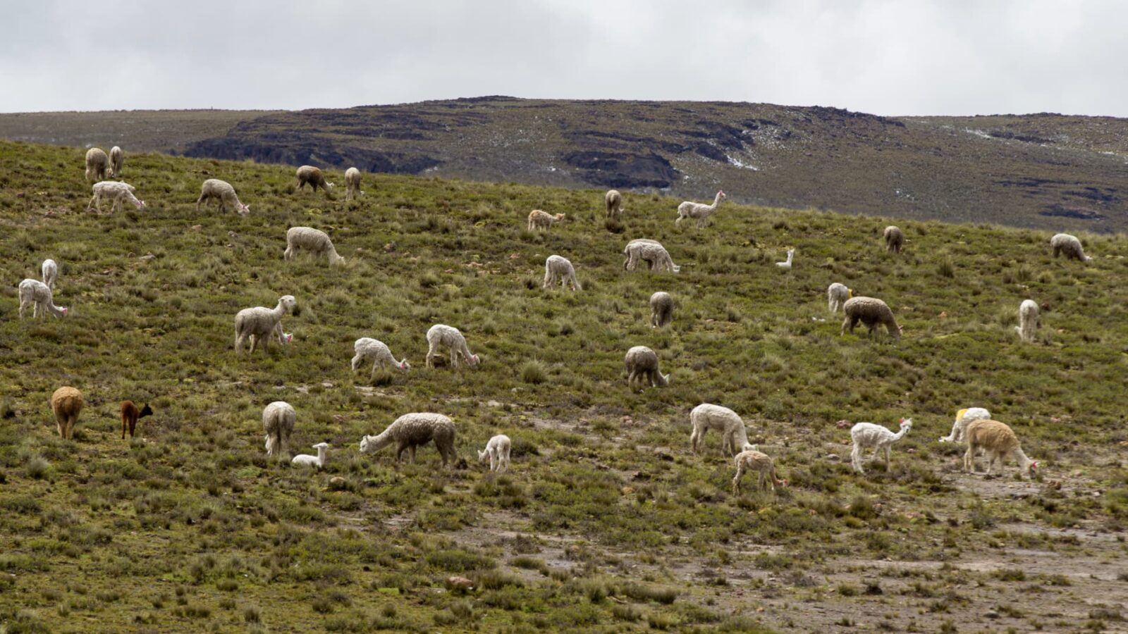 Excursión a la Reserva Nacional de Pampas Galeras